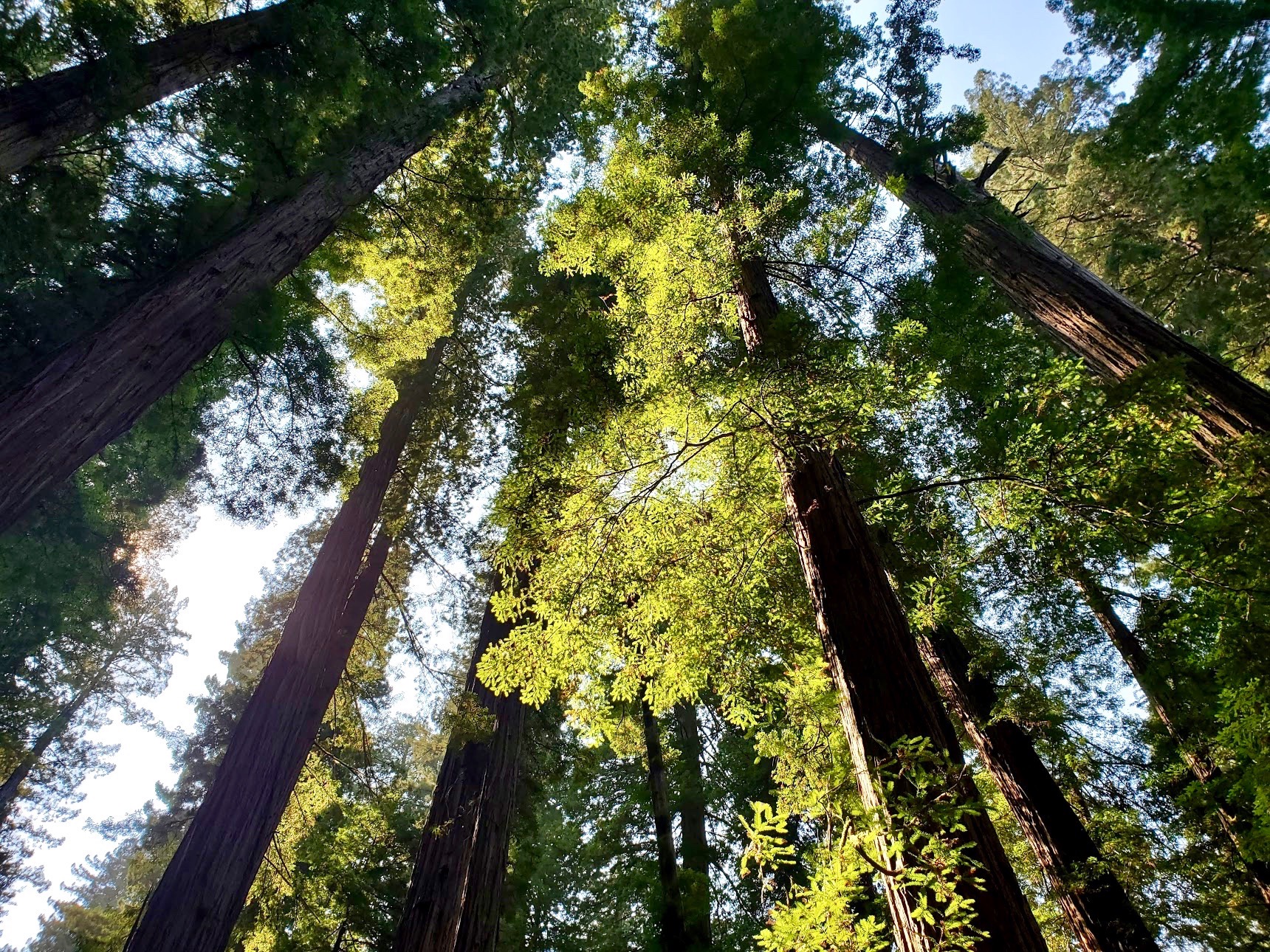 Stout Grove: A Gorgeous Hike in the California Redwoods