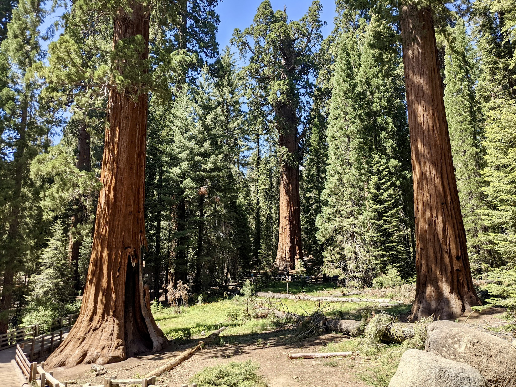 The General Sherman Tree Trail in California's Sequoia National Park