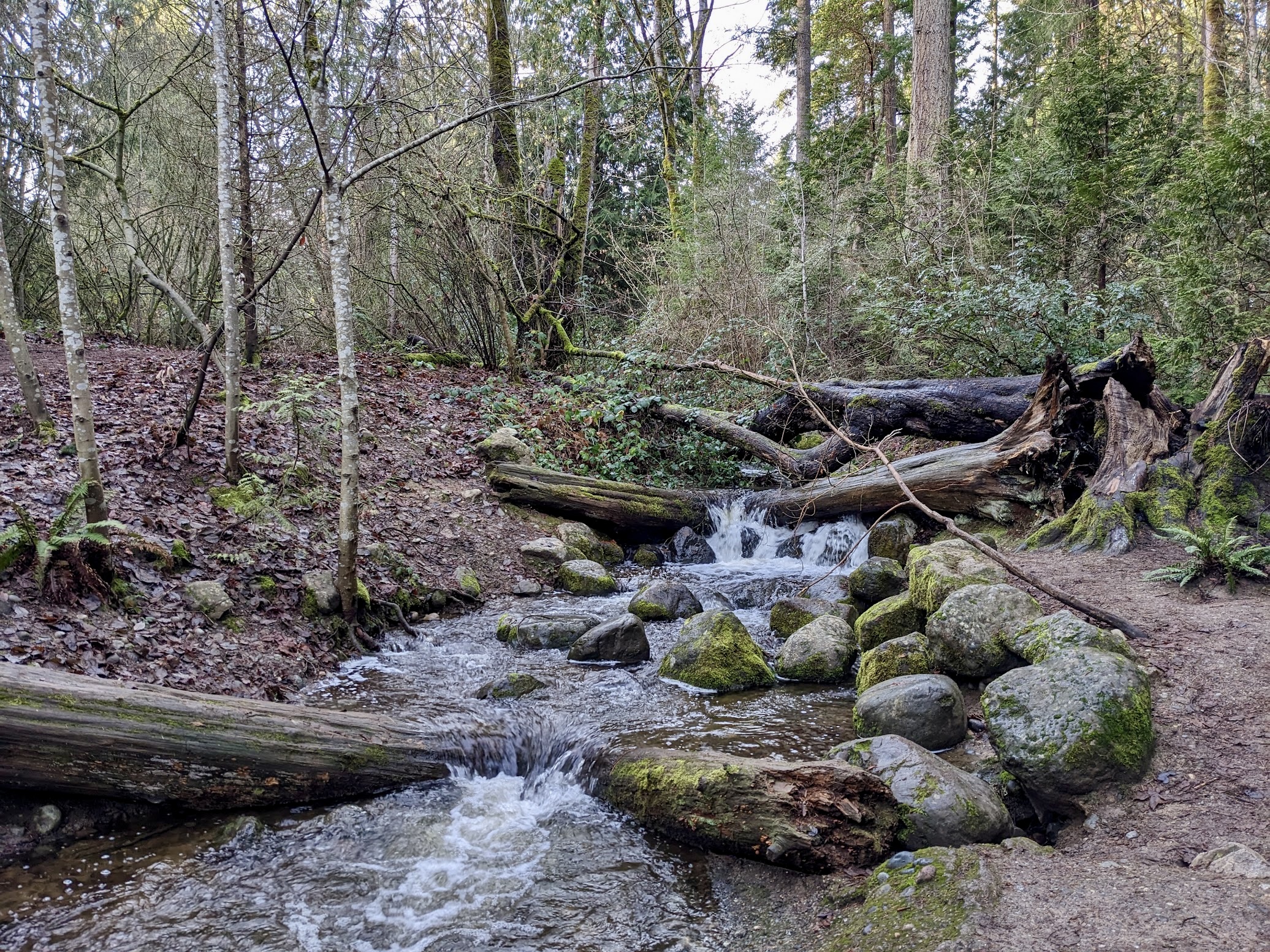 Weowna Park: Hiking in Bellevue, Washington