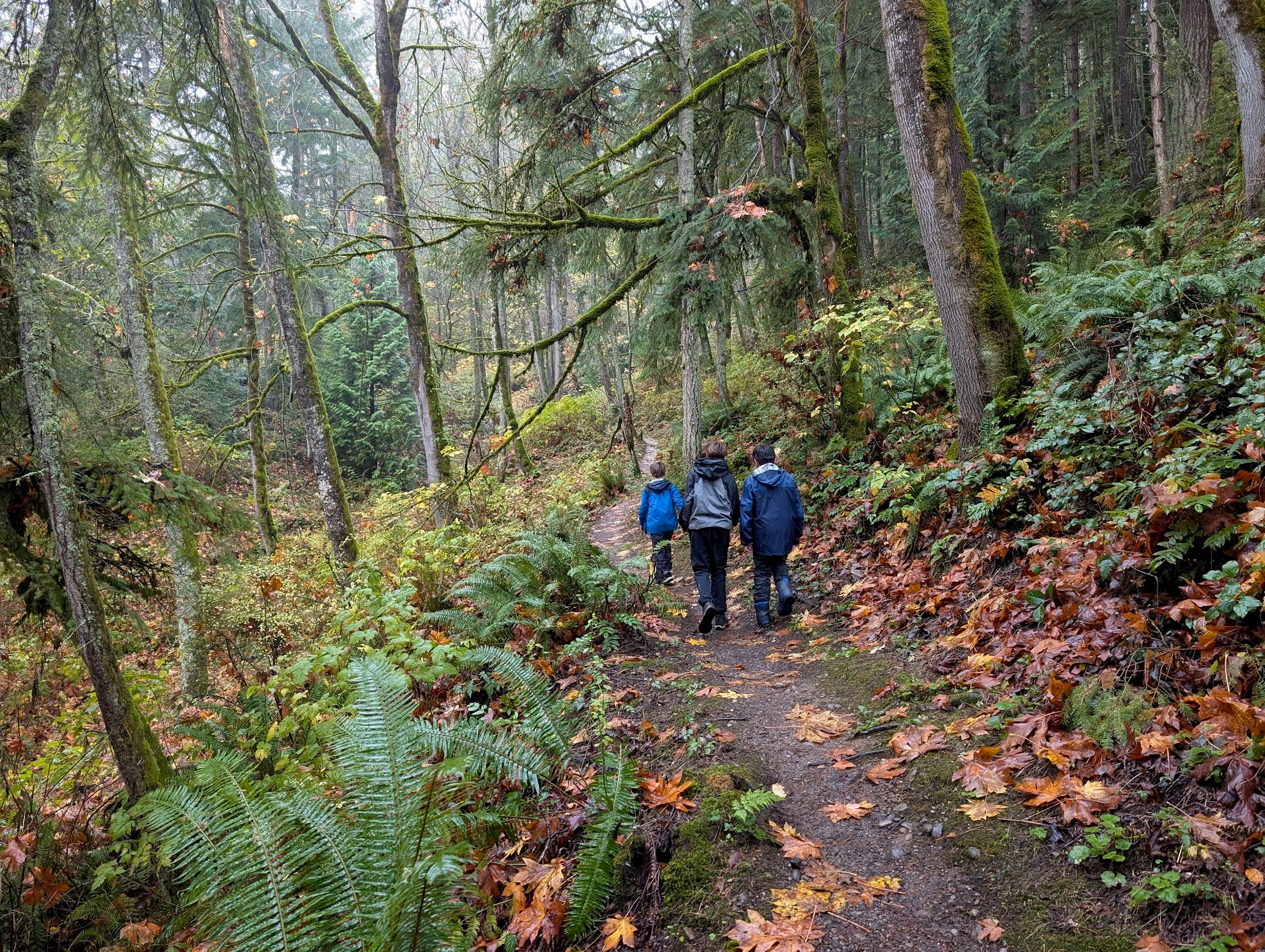 The Bear Ridge Trail: Easy hiking in the Issaquah Alps